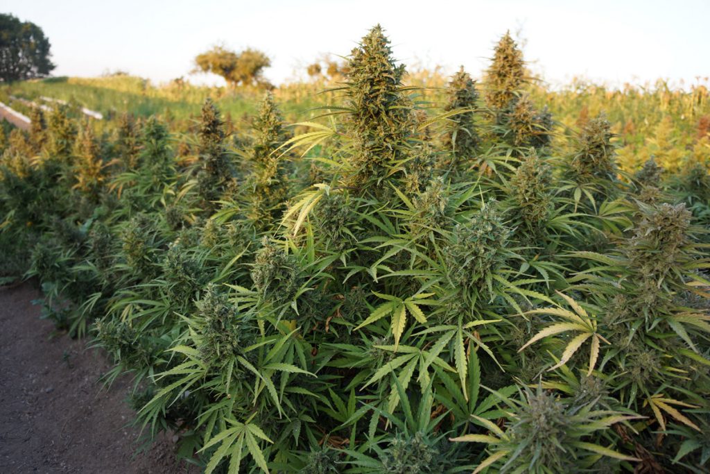 Seedsherenow Presents: Auto Flower Genetics: What It Is and How It Can ...